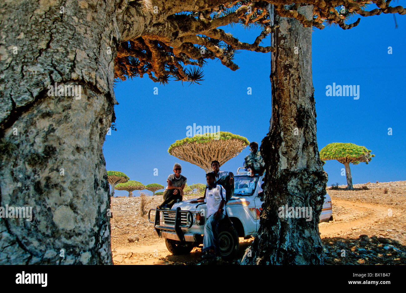 dragon Blood Tree Dracaena Cinnabari Fermhin Mountain Socotra Island ...