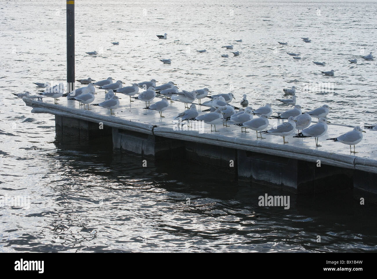Boat migration north america hi-res stock photography and images - Alamy