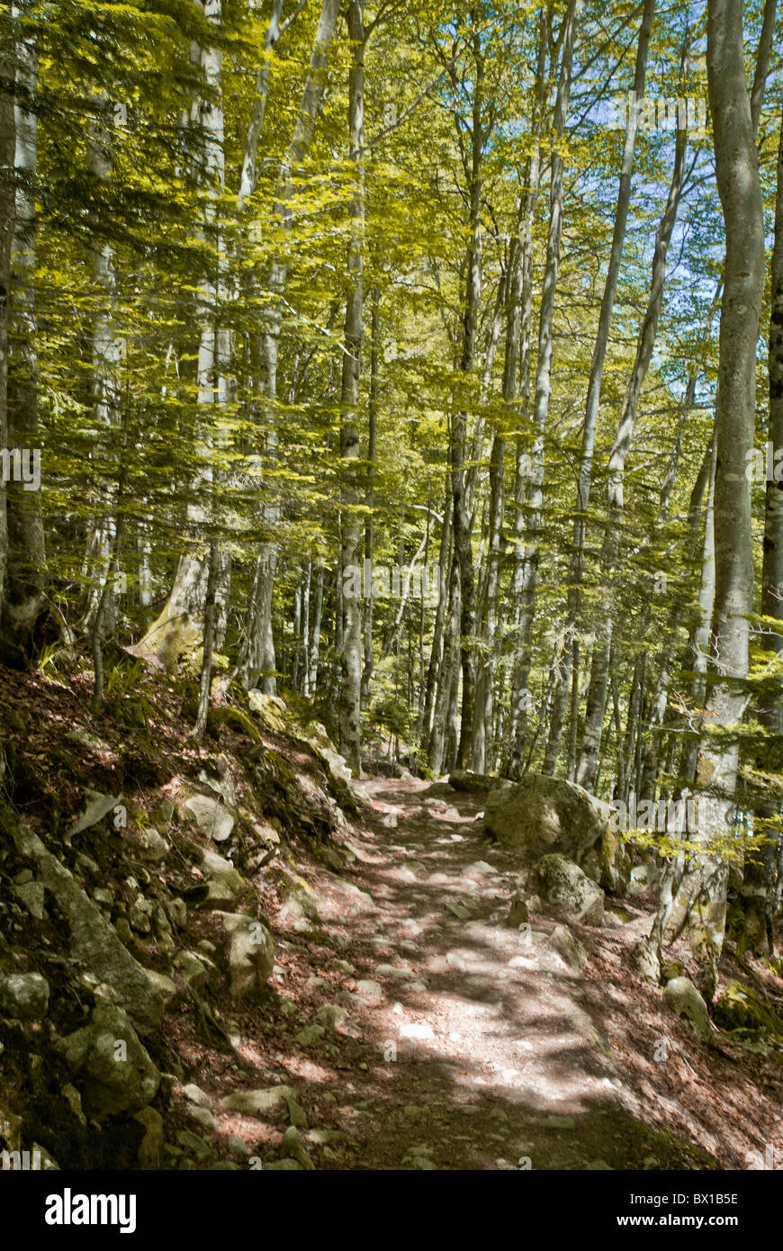Path through a mountain forest Stock Photo - Alamy