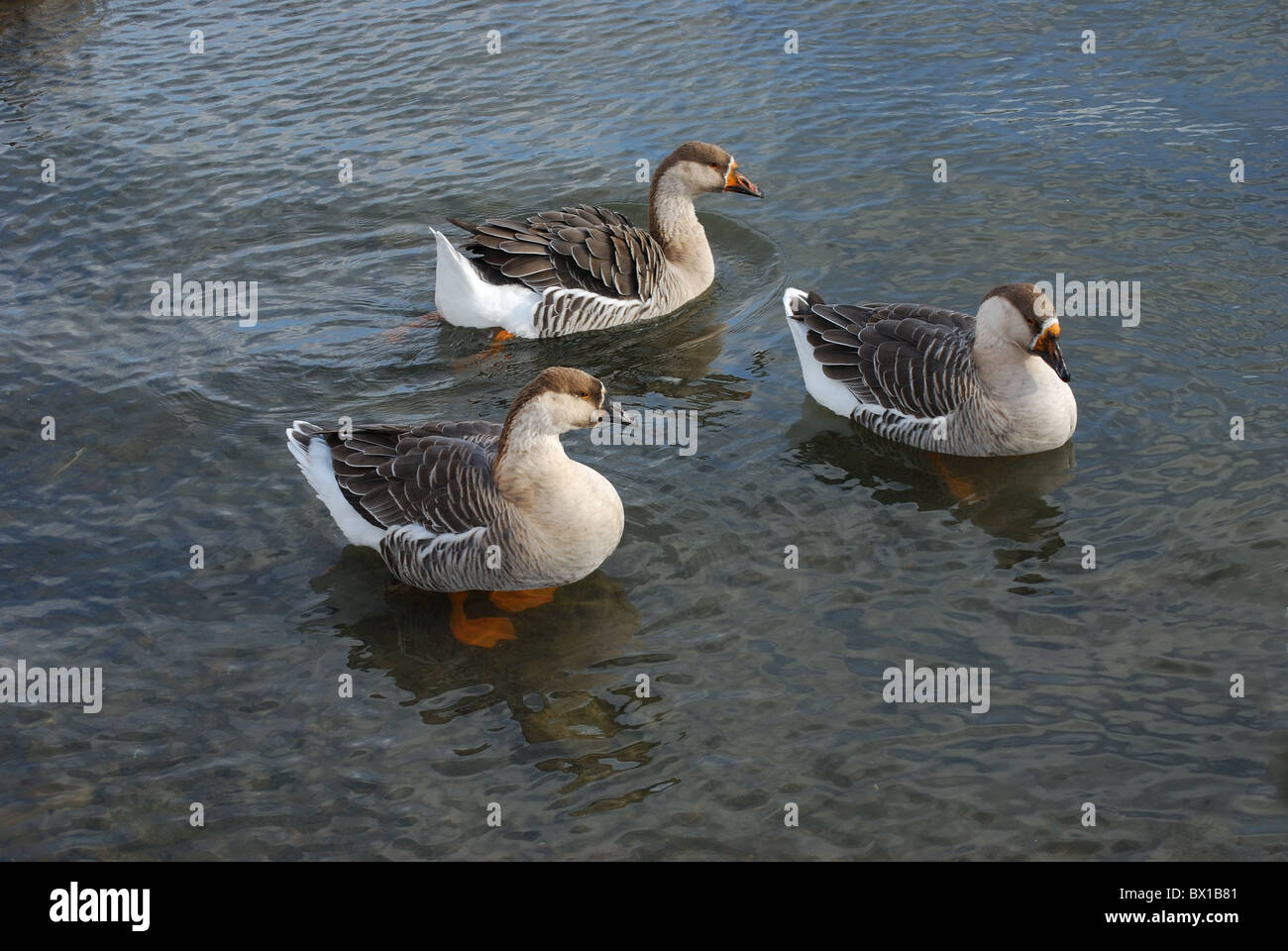 Chinese geese hi-res stock photography and images - Alamy
