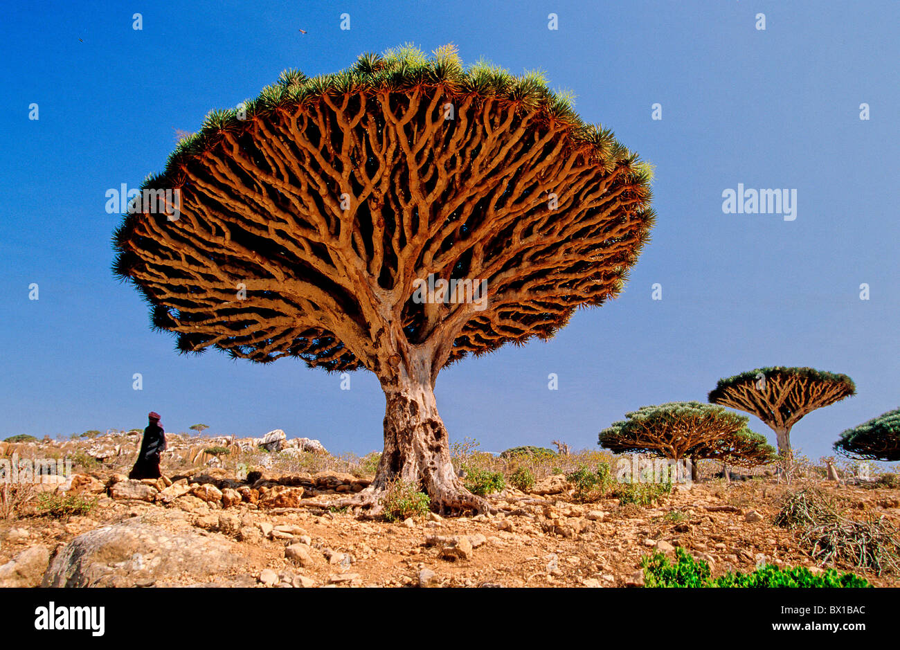 dragon Blood Tree Dracaena Cinnabari fermhin Mountain Socotra Island ...