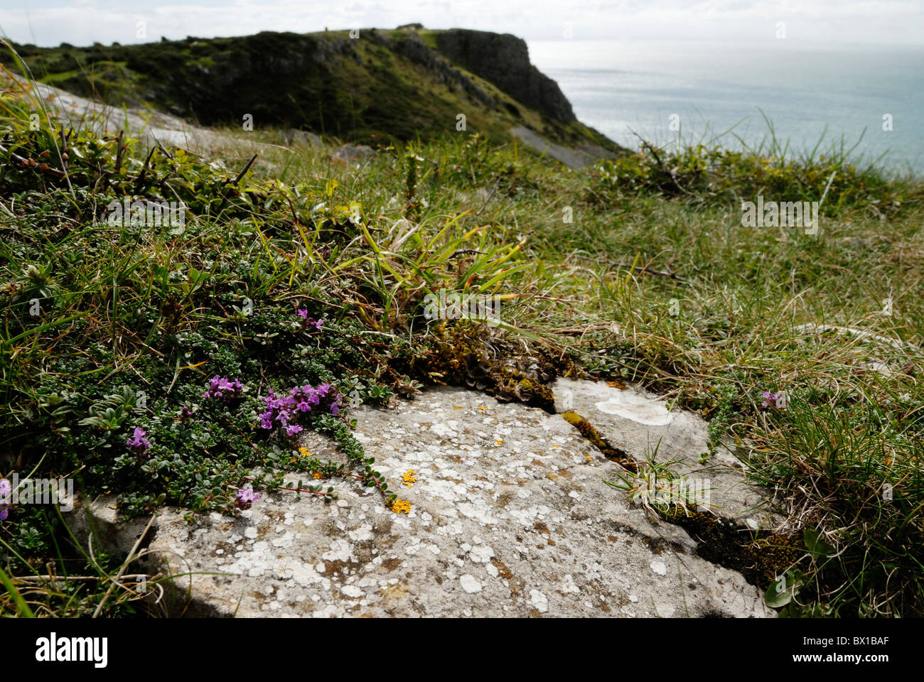 Thymus serpyllum, Wild Thyme, growing in coastal grassland, Great Tor ...