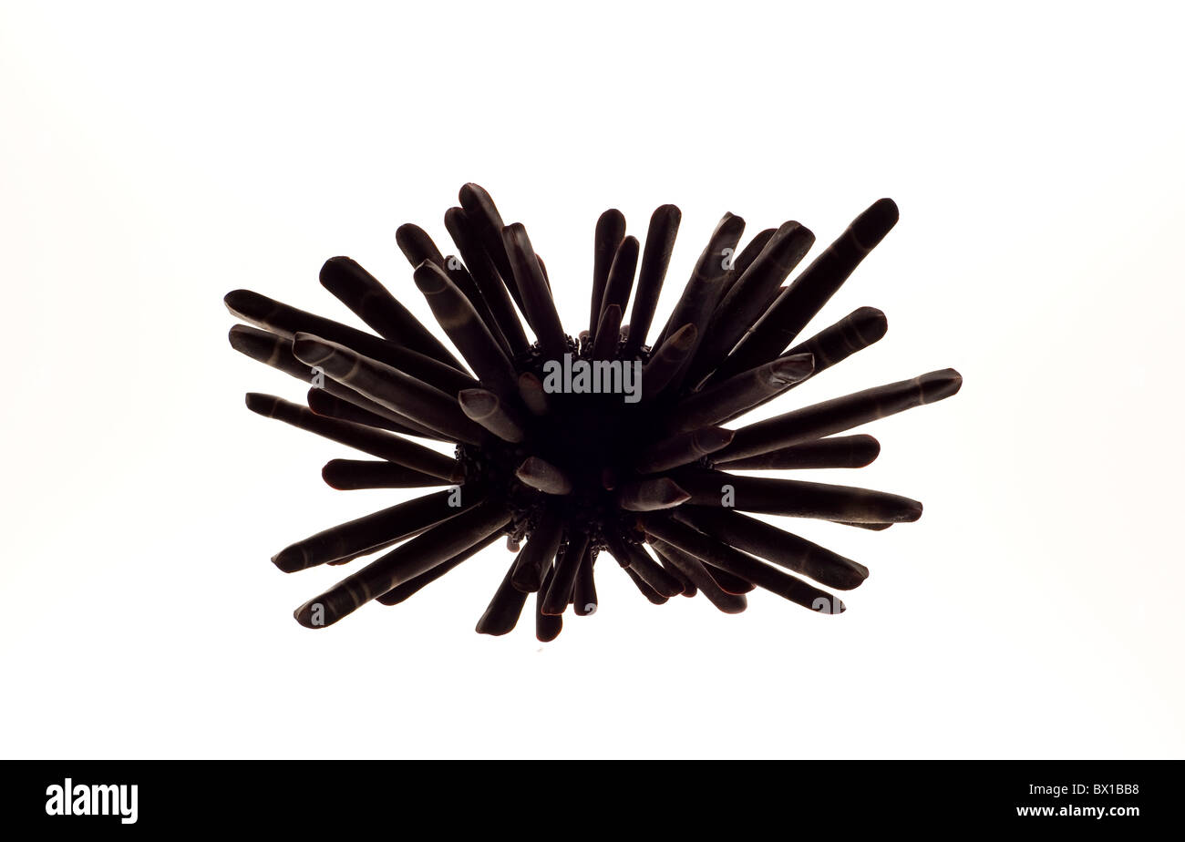 Sea surface coastal Cut Out Stock Images & Pictures - Alamy