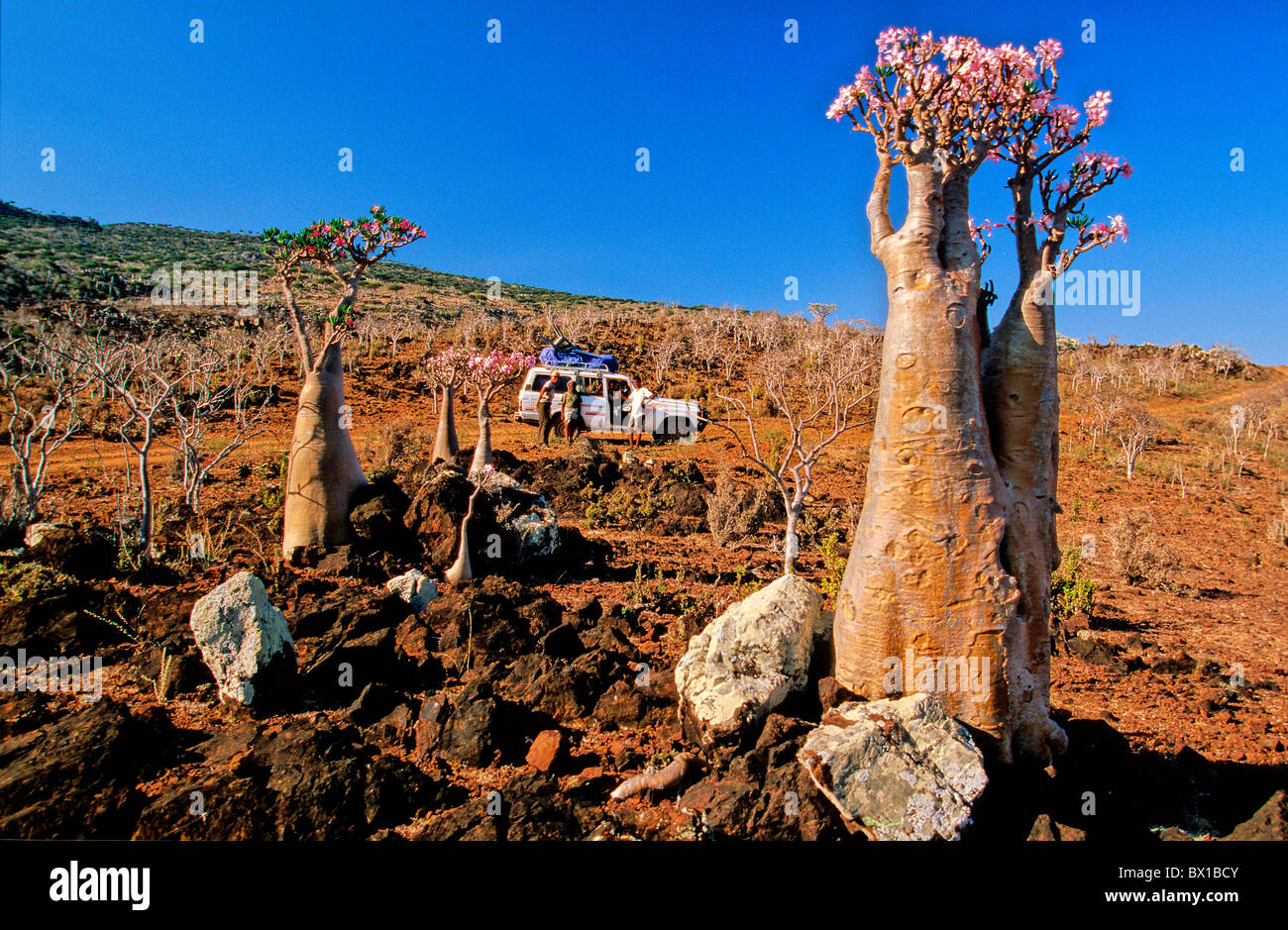 Socotran Desert Rose Adenium Obesum Socotranum Socotra Island Yemen ...