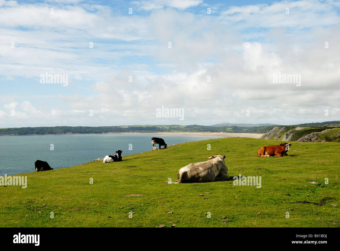 Cattle on clifftop grassland at Pennard, Gower, Peninsular, Wales with ...