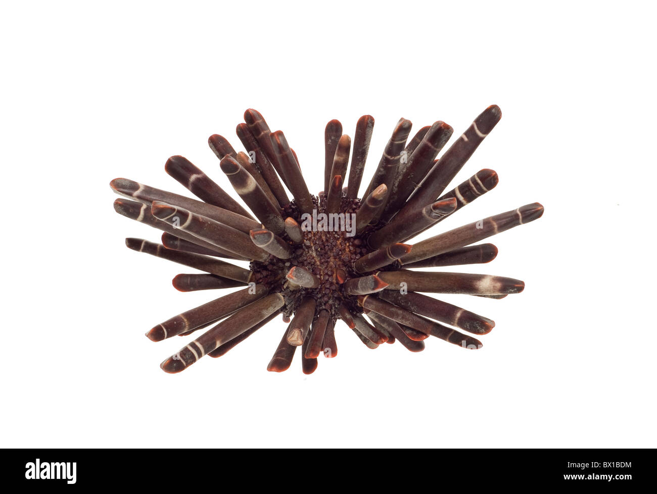 Plankton species Cut Out Stock Images & Pictures - Alamy