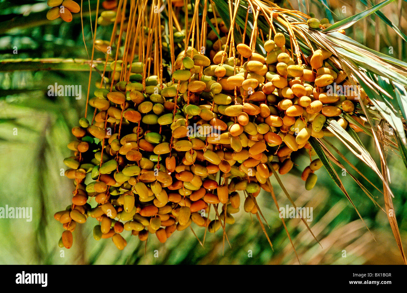 Phoenix Dactylifera Date Palm Fruits Socotra Island Yemen Arabia Orient ...