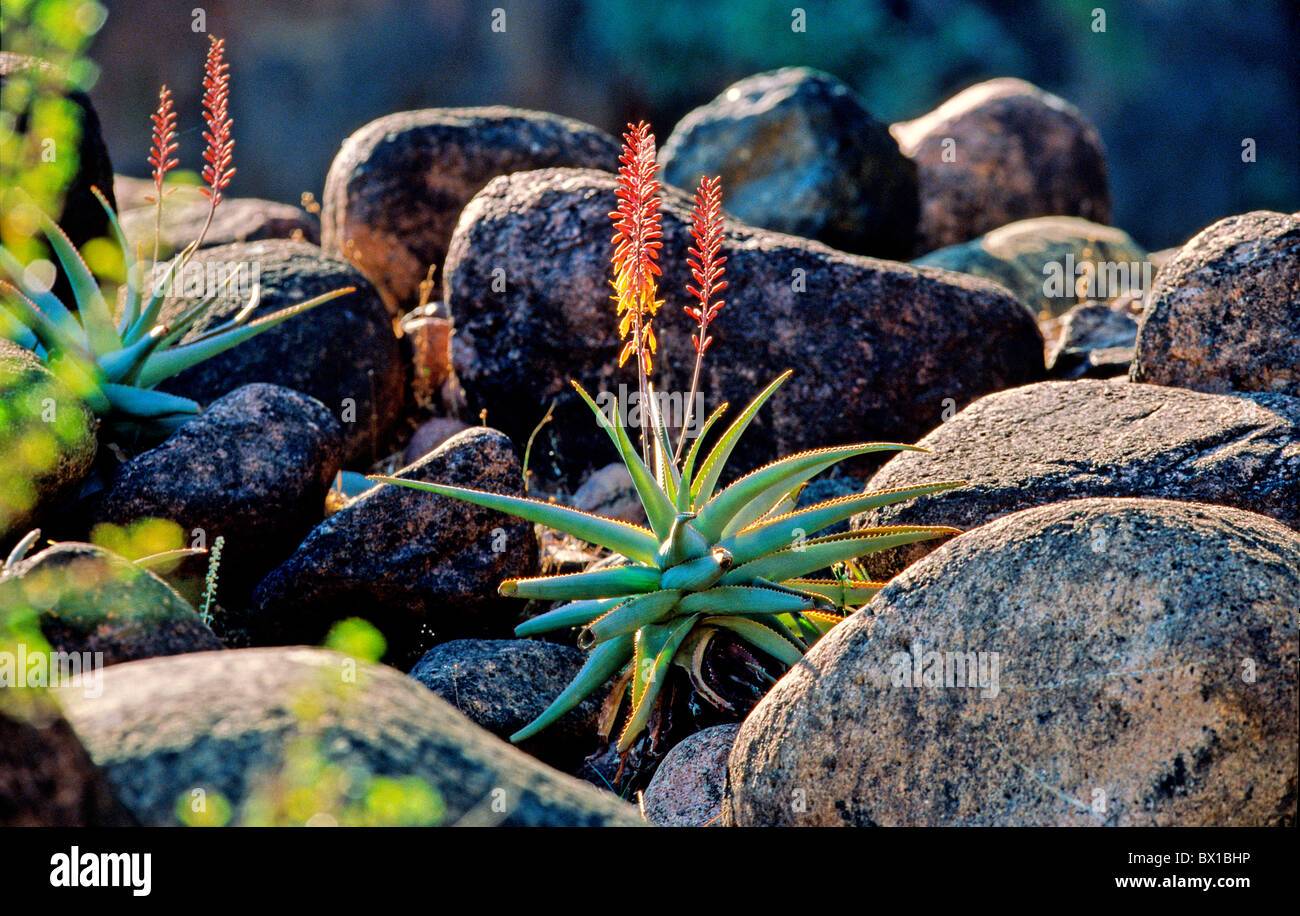 Socotran Aloe Aloe Perryi Socotra Island Yemen Arabia Orient plant ...