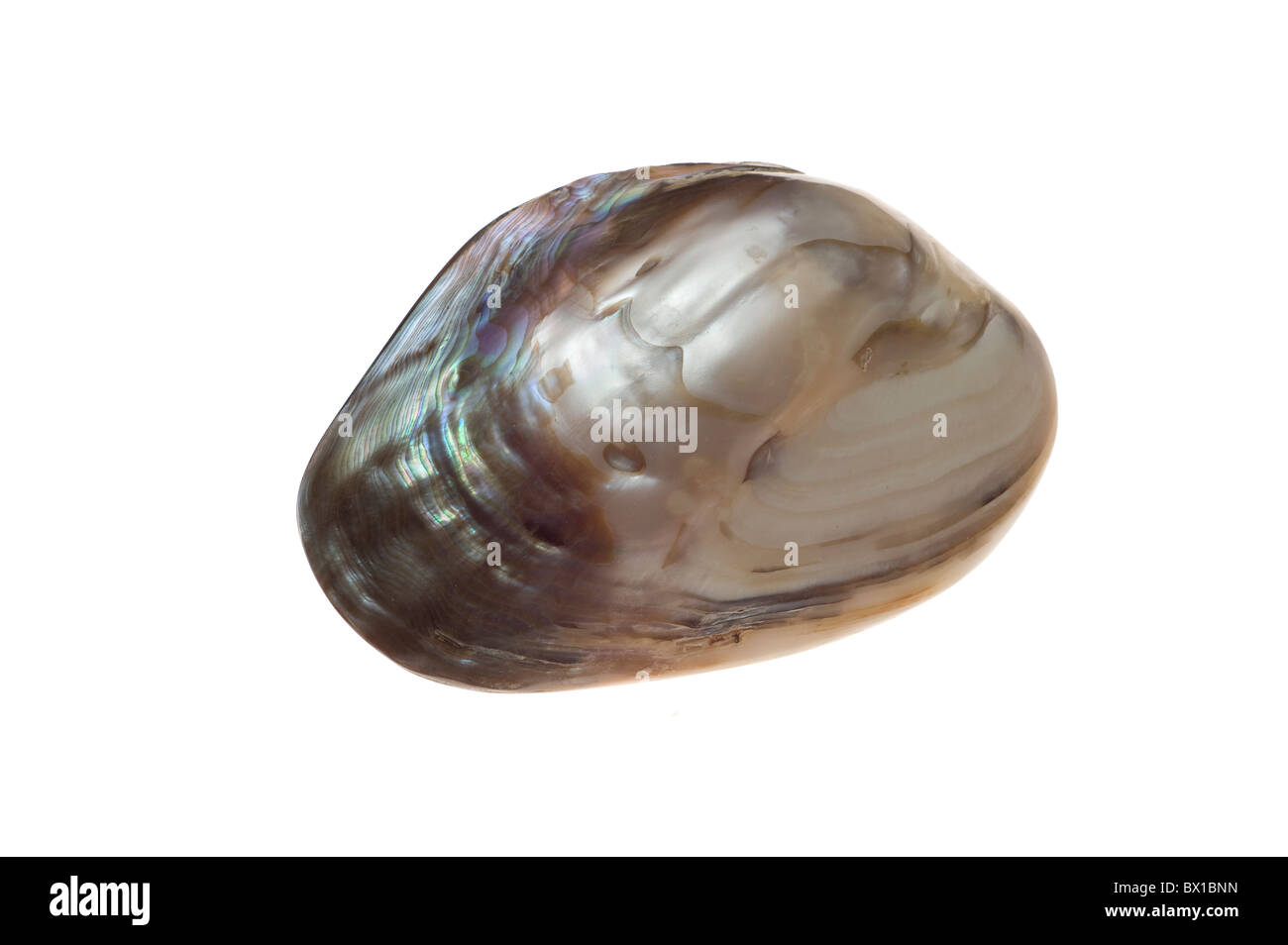 Mother sea Cut Out Stock Images & Pictures - Alamy