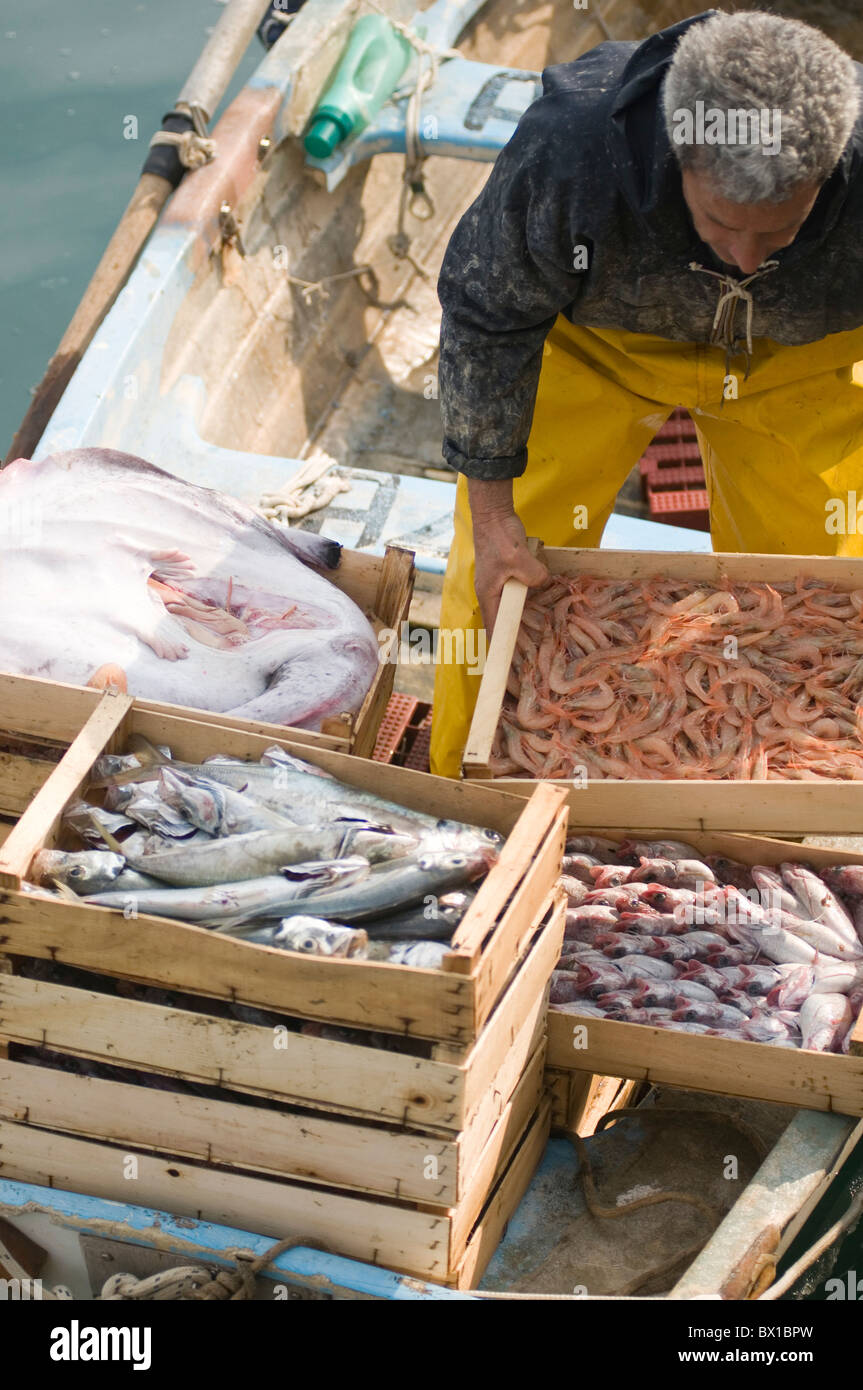 fresh fish Mediterranean sea catch catches caught nets fishermen box ...