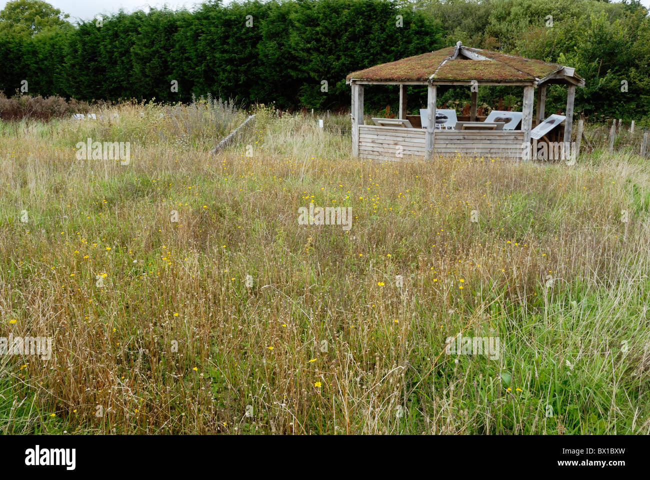 Timber building with Sedum roof set in a wildflower meadow, containing ...