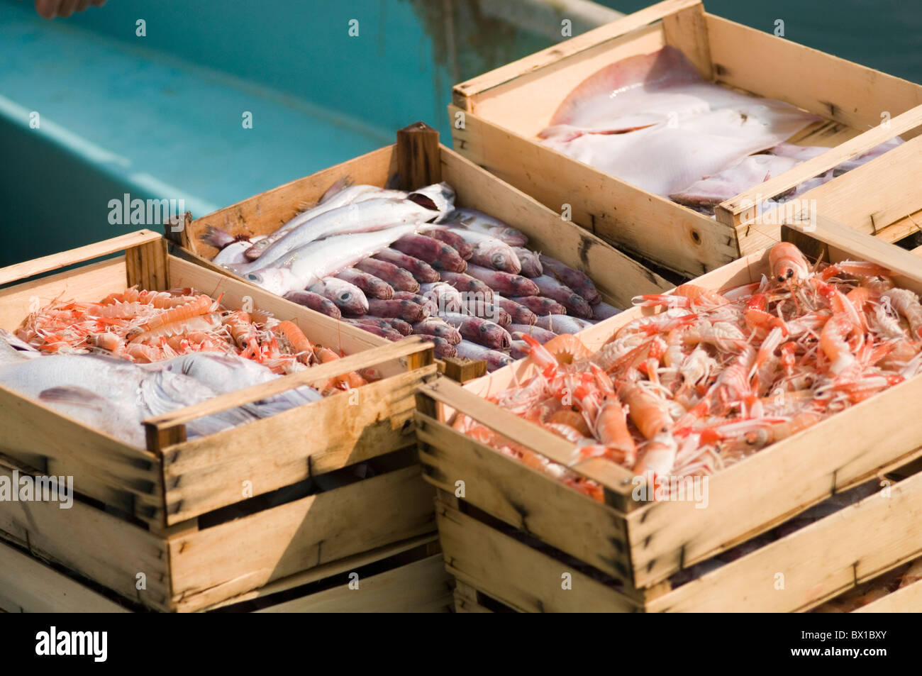 fresh fish Mediterranean sea catch catches caught nets fishermen box ...