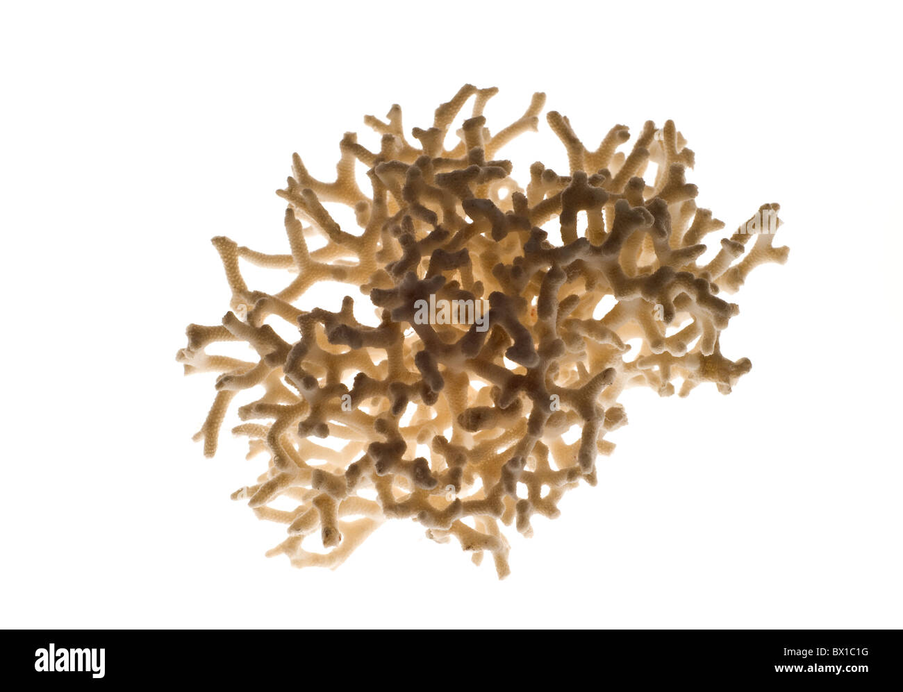 Hard coral skeleton Cut Out Stock Images & Pictures - Alamy