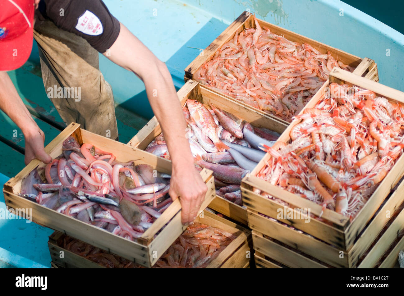 fresh fish Mediterranean sea catch catches caught nets fishermen box ...