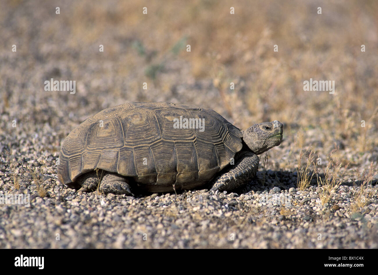 California Desert Tortoise Gopherus agassizii Mojave National Preserve ...