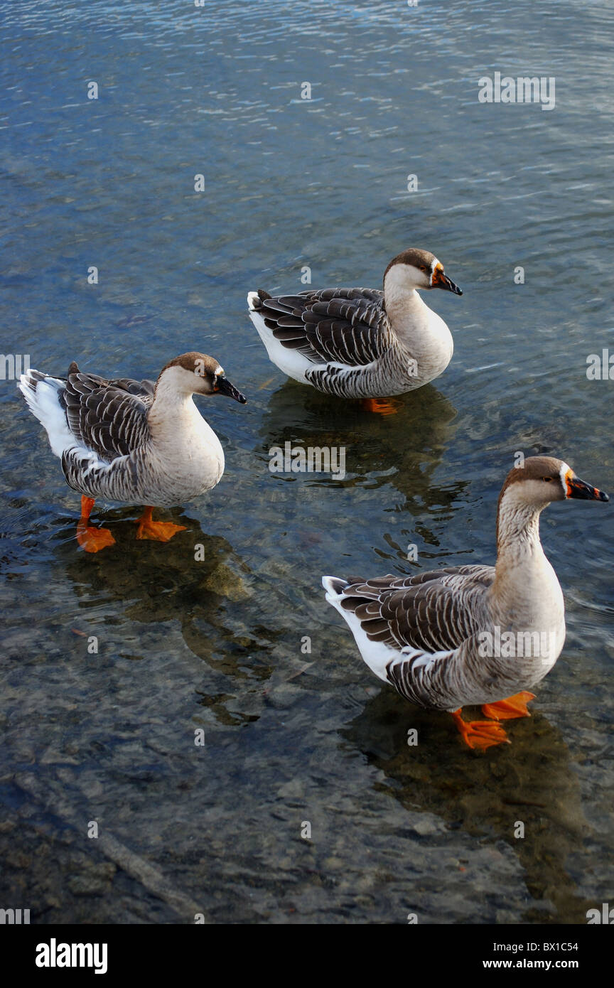 Chinese geese hi-res stock photography and images - Alamy