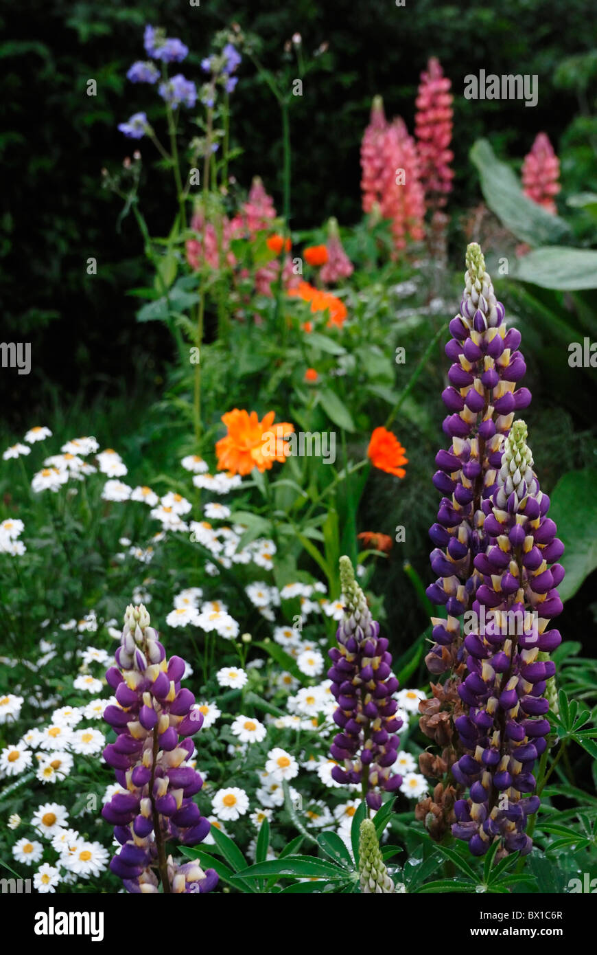 Lupins garden flower hi-res stock photography and images - Alamy