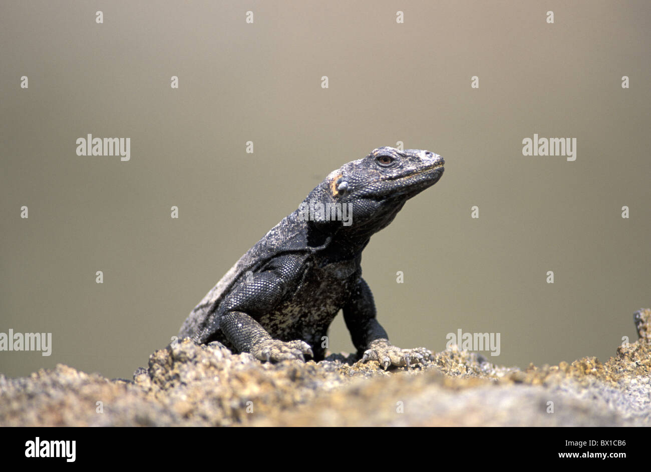 Chuckwalla sauromalus obesus hi-res stock photography and images - Alamy