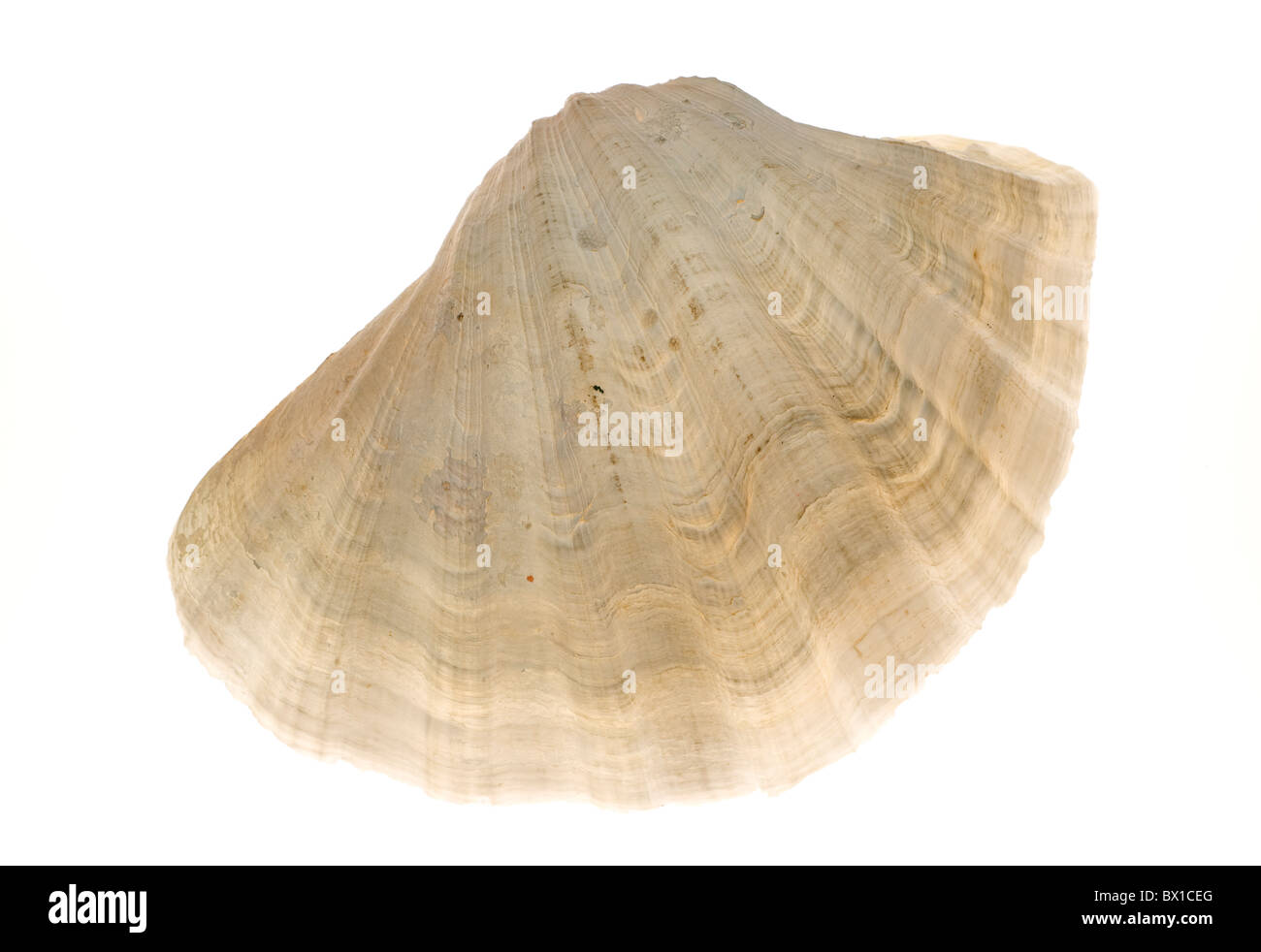 Giant clam, Tridacna gigas Stock Photo - Alamy