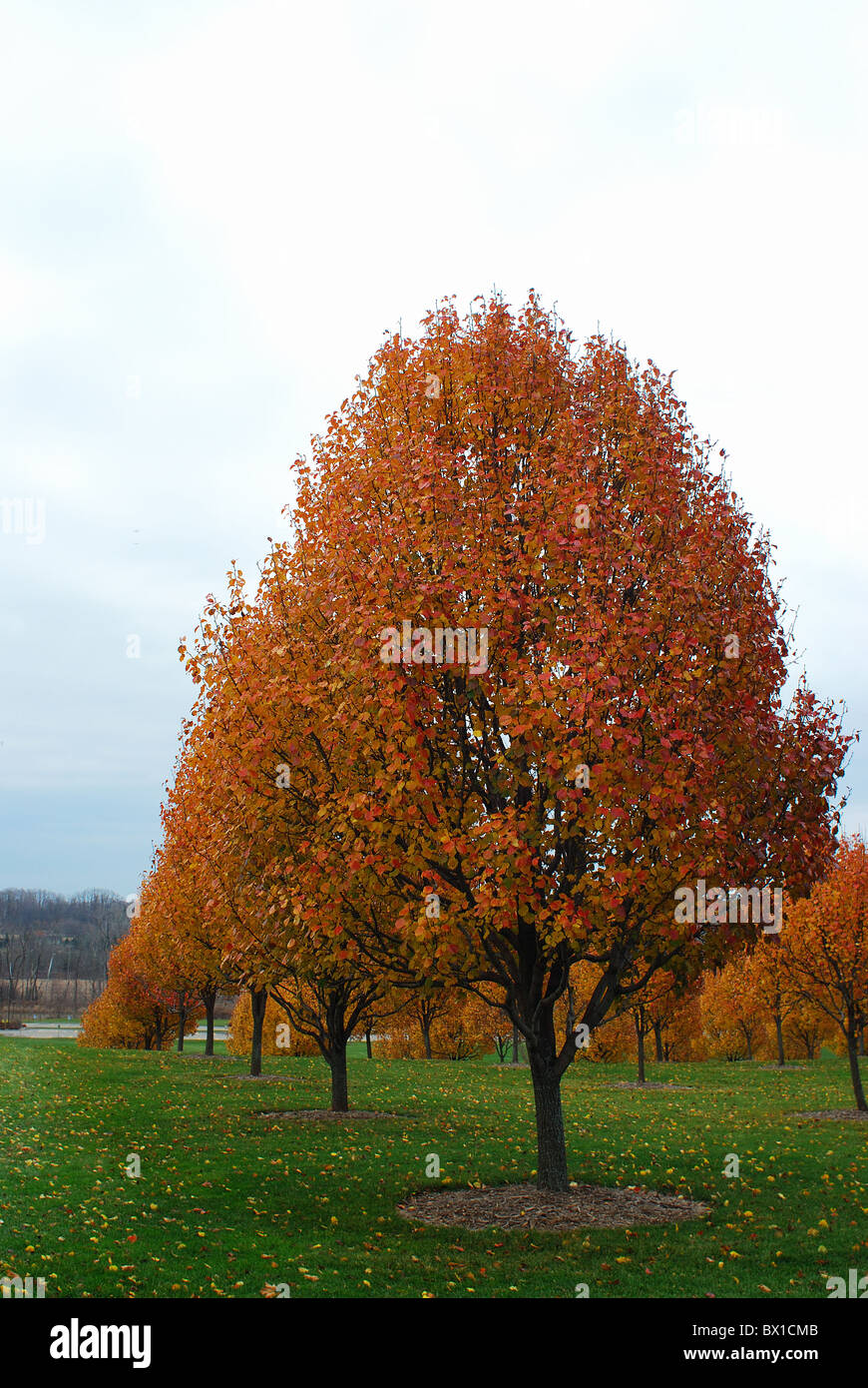 Fall dogwood trees in full color Stock Photo - Alamy