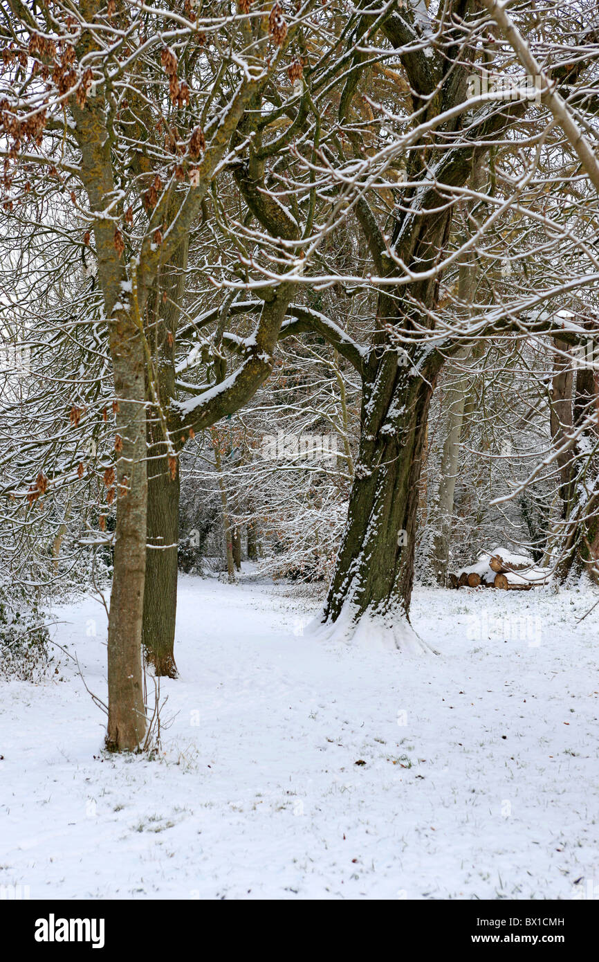 Snow covered Forest in England Stock Photo - Alamy