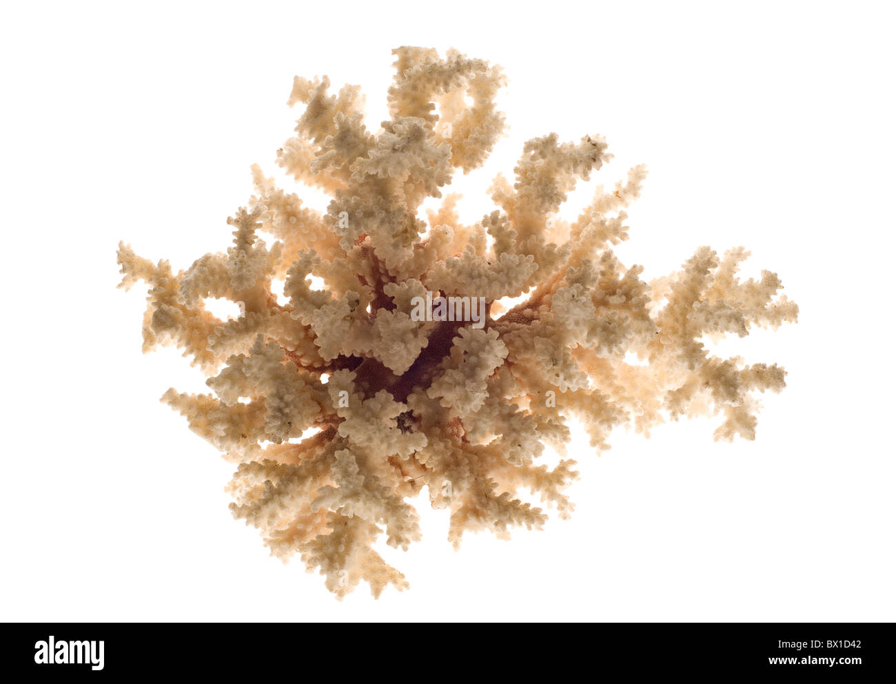 Coral reef Cut Out Stock Images & Pictures - Alamy