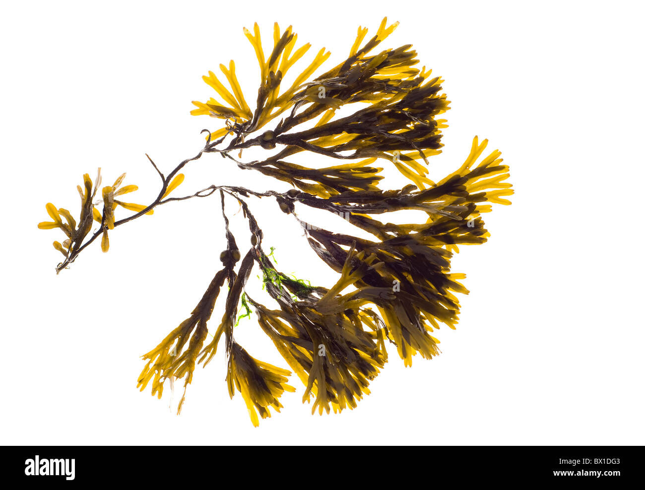 Saw wrack hi-res stock photography and images - Alamy