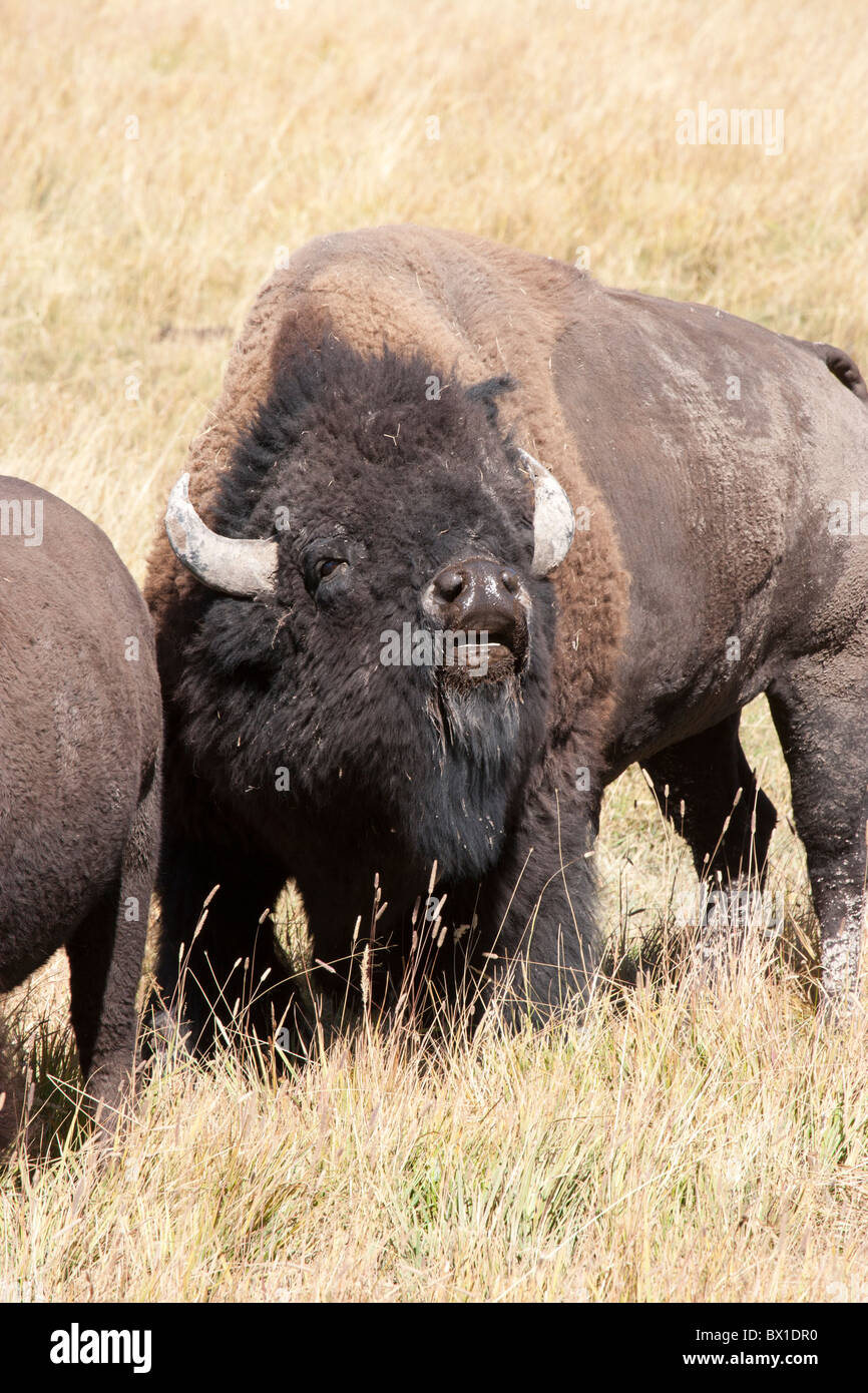 American Bison Bull Flehming Stock Photo - Alamy
