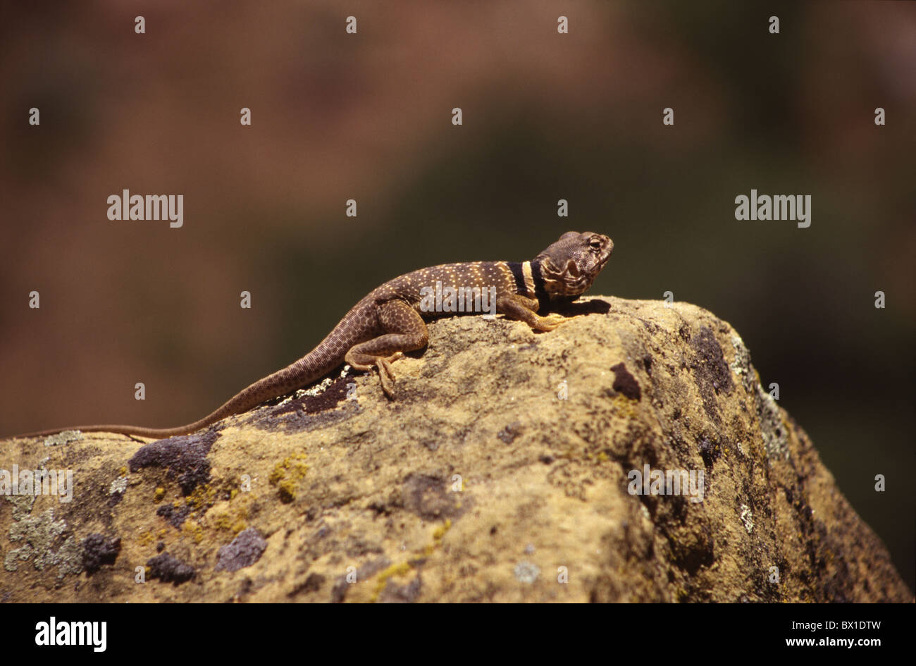 Collared Lizard Crotaphytus collaris basking on rock. USA Stock Photo ...