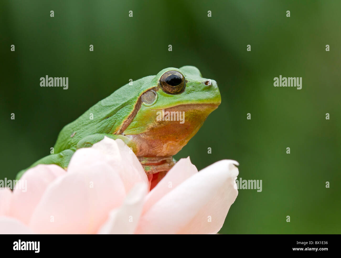 Tree frog sitting on a rose - Hyla arborea Stock Photo - Alamy