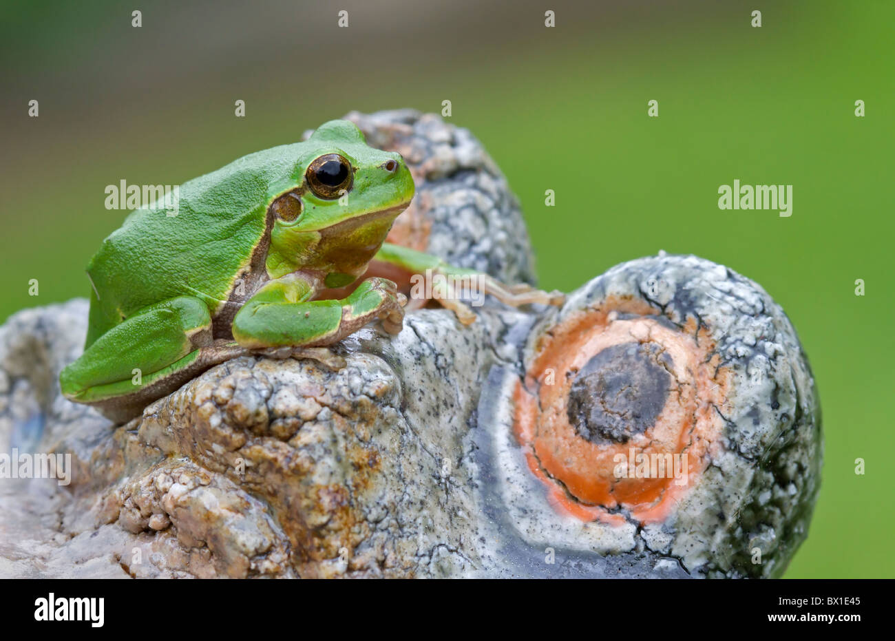 Tree frog sitting on a stone frog - Hyla arborea Stock Photo - Alamy