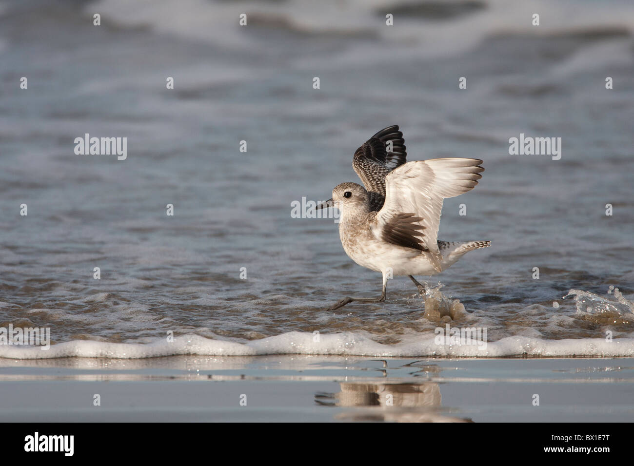 Black bellied plover running in surf winter plumage hi-res stock ...