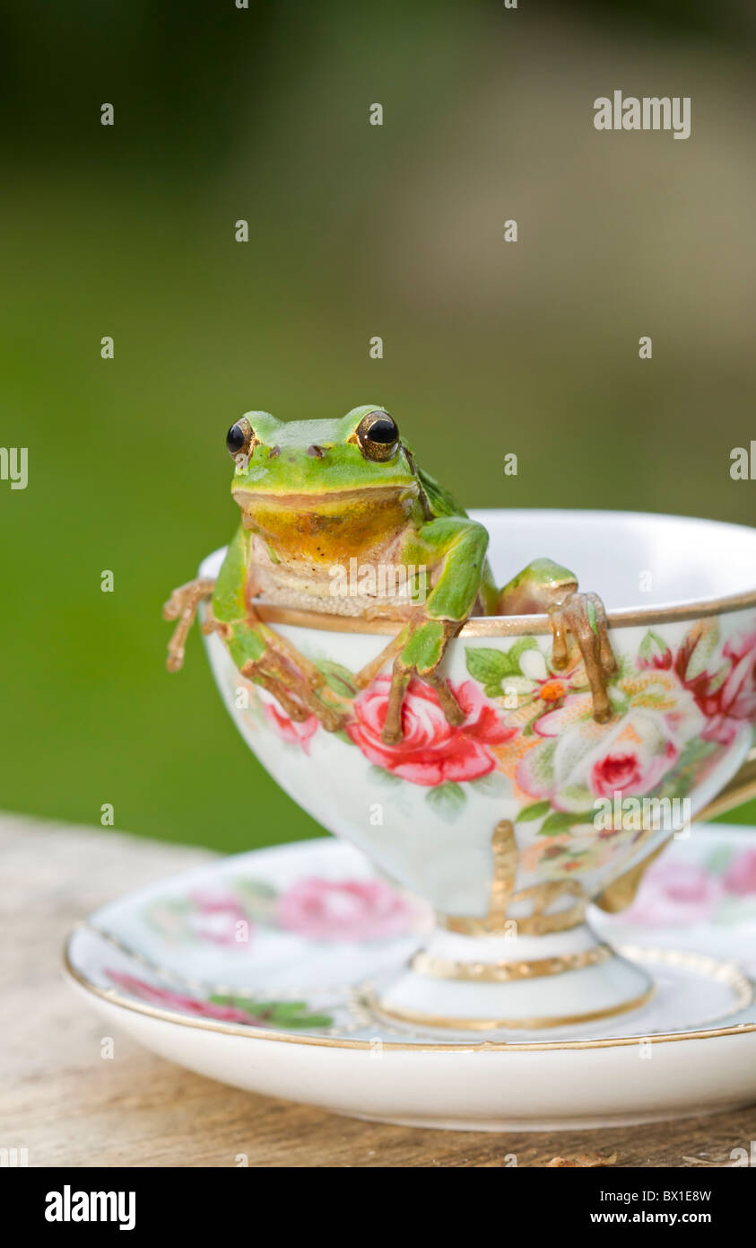 Tree frog sitting in a cup - Hyla arborea Stock Photo - Alamy