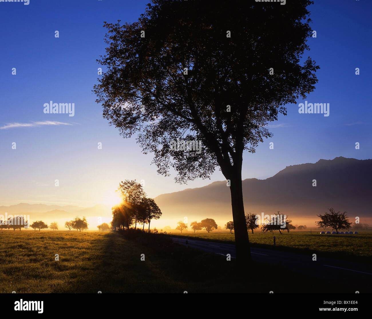 scenery landscape morning fog ground fog morning fog street trees mood ...