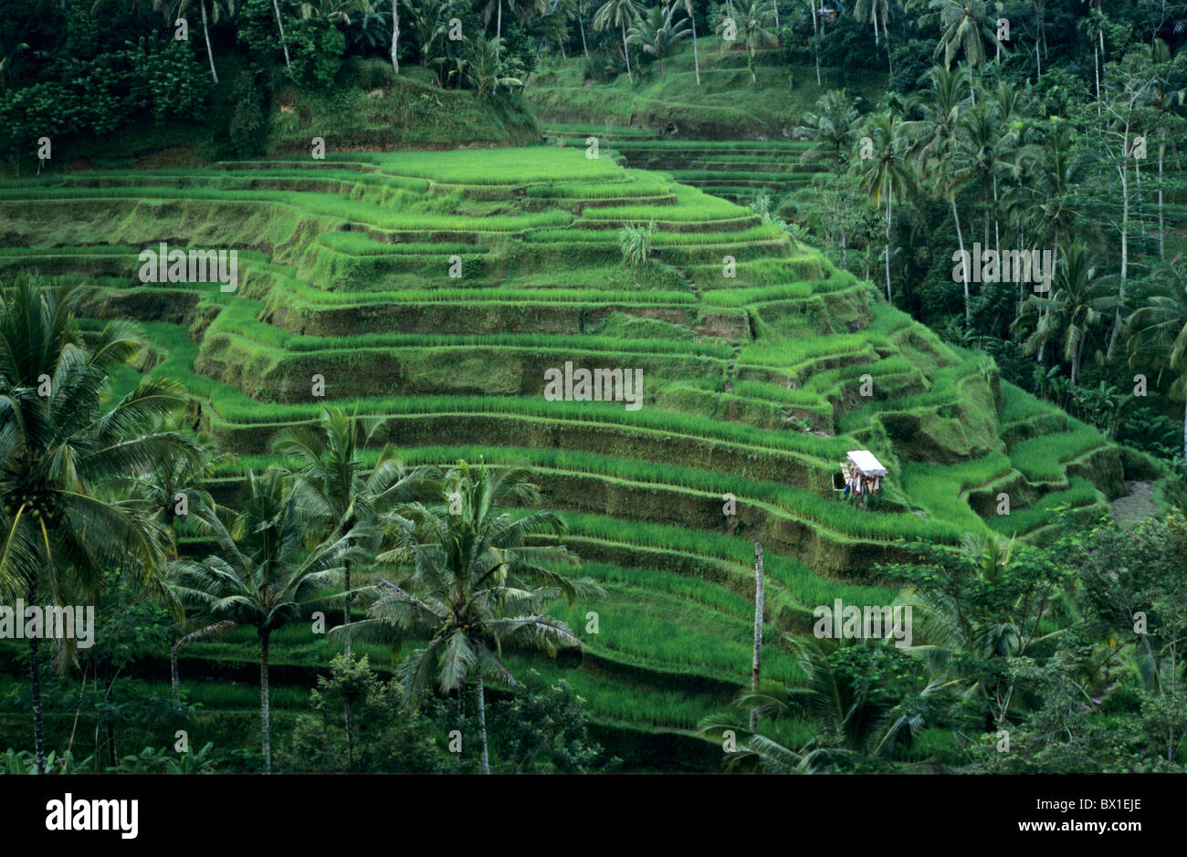 agriculture Asia Bali Asia fields Indonesia palm trees rice rice fields ...
