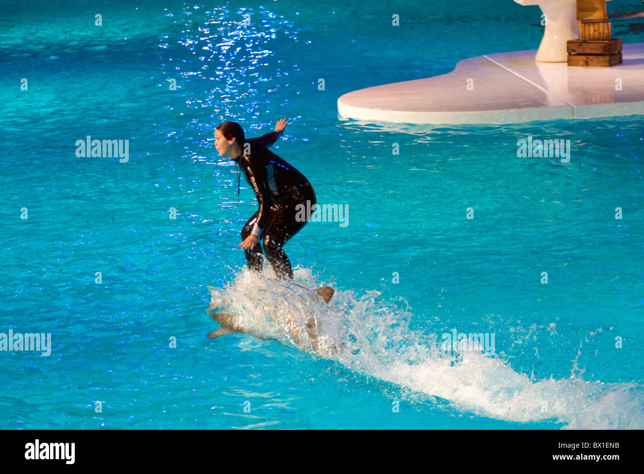 Woman surfing on a dolphin Stock Photo - Alamy