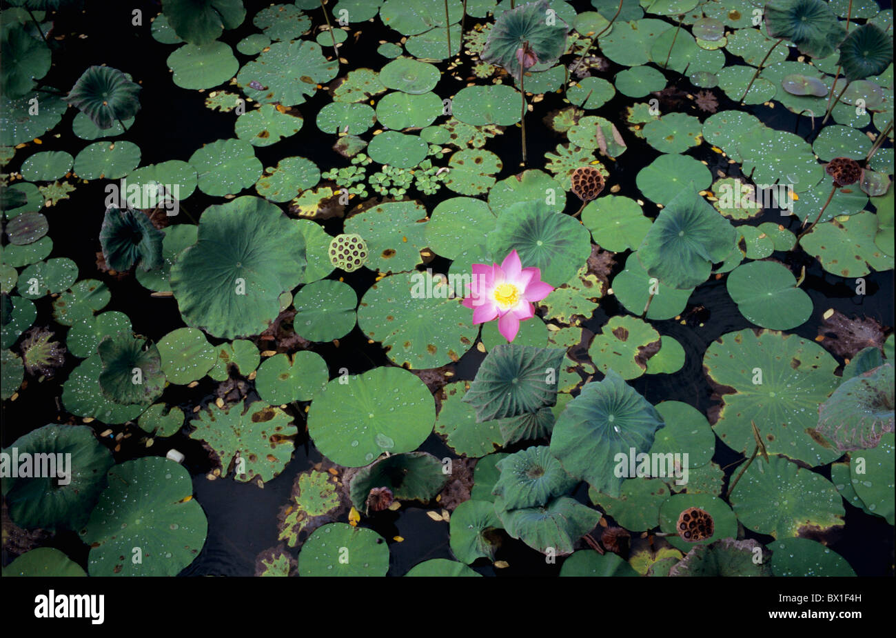 Asia Bali Asia flower Indonesia lotus plants pond Ubud water Stock ...