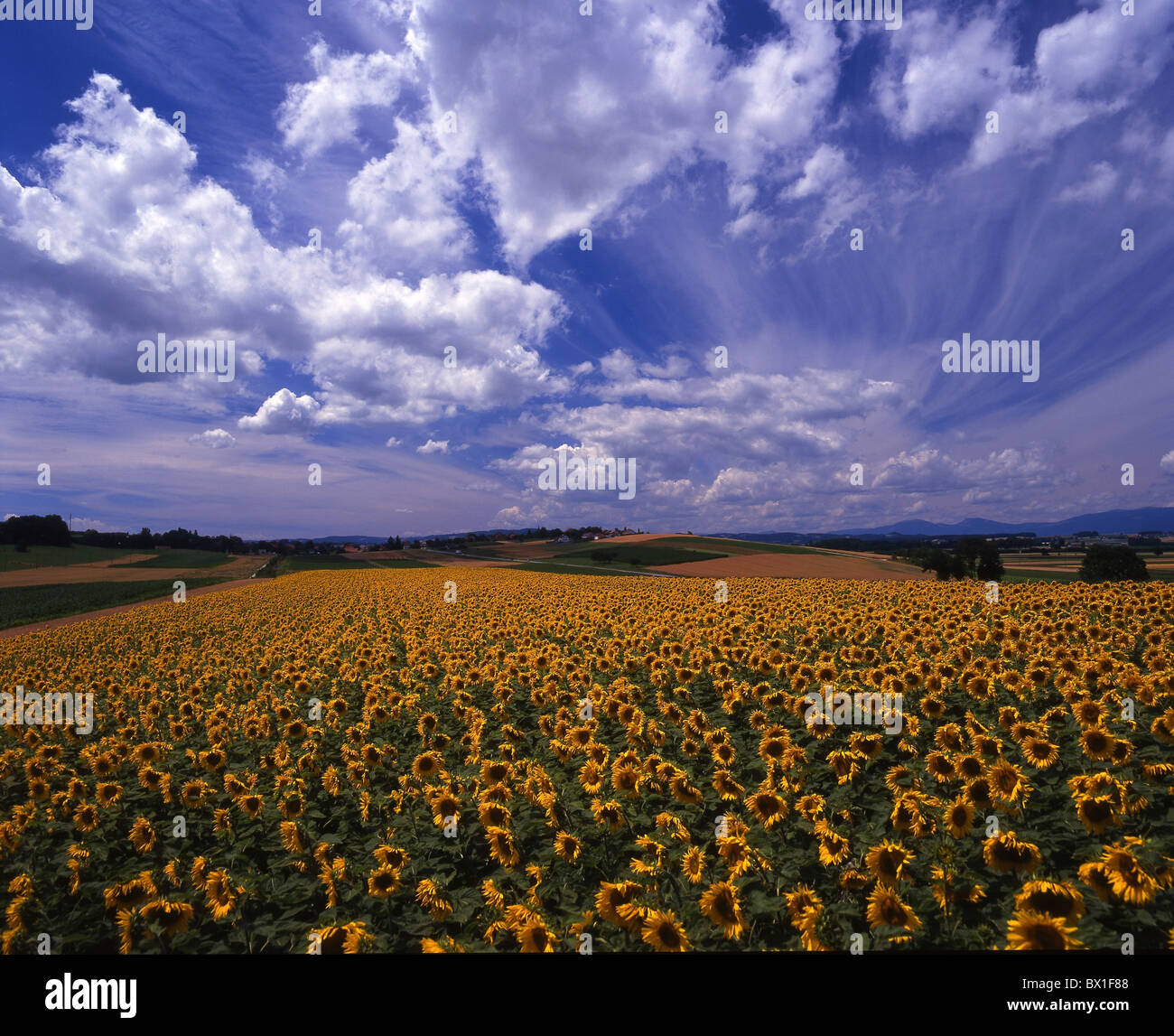 Sunflowers field fields scenery landscape canton Fribourg Switzerland ...