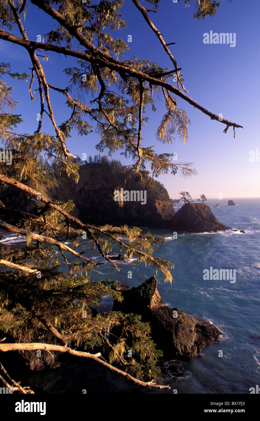 Coast twilight trees coast landscape sea Samuel H. Boardman State Park ...