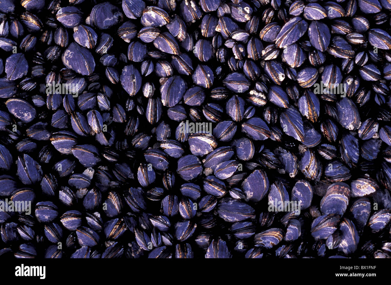 Amerika hi-res stock photography and images - Alamy