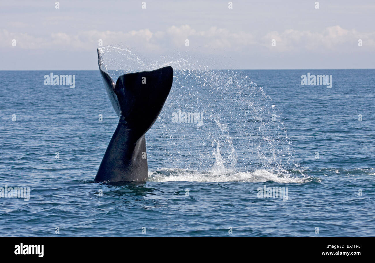 Nordkaper wal hi-res stock photography and images - Alamy