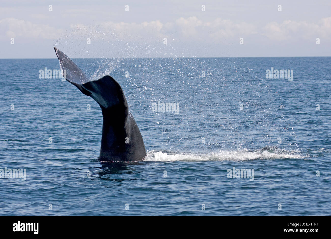 A north atlantic right whale hi-res stock photography and images - Alamy