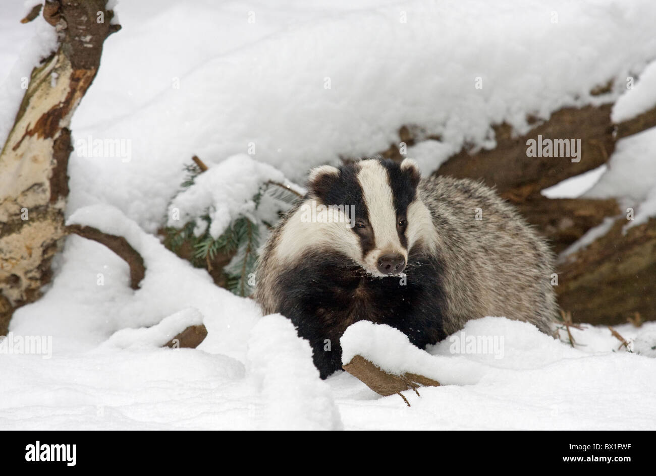 European Badger in snow - Meles meles Stock Photo - Alamy