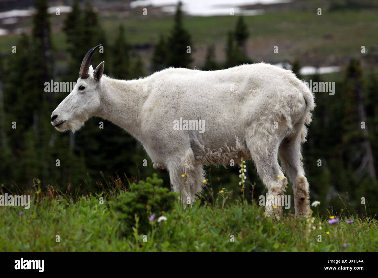 Mature mountain goat with horns on a grassy field with pine trees in ...