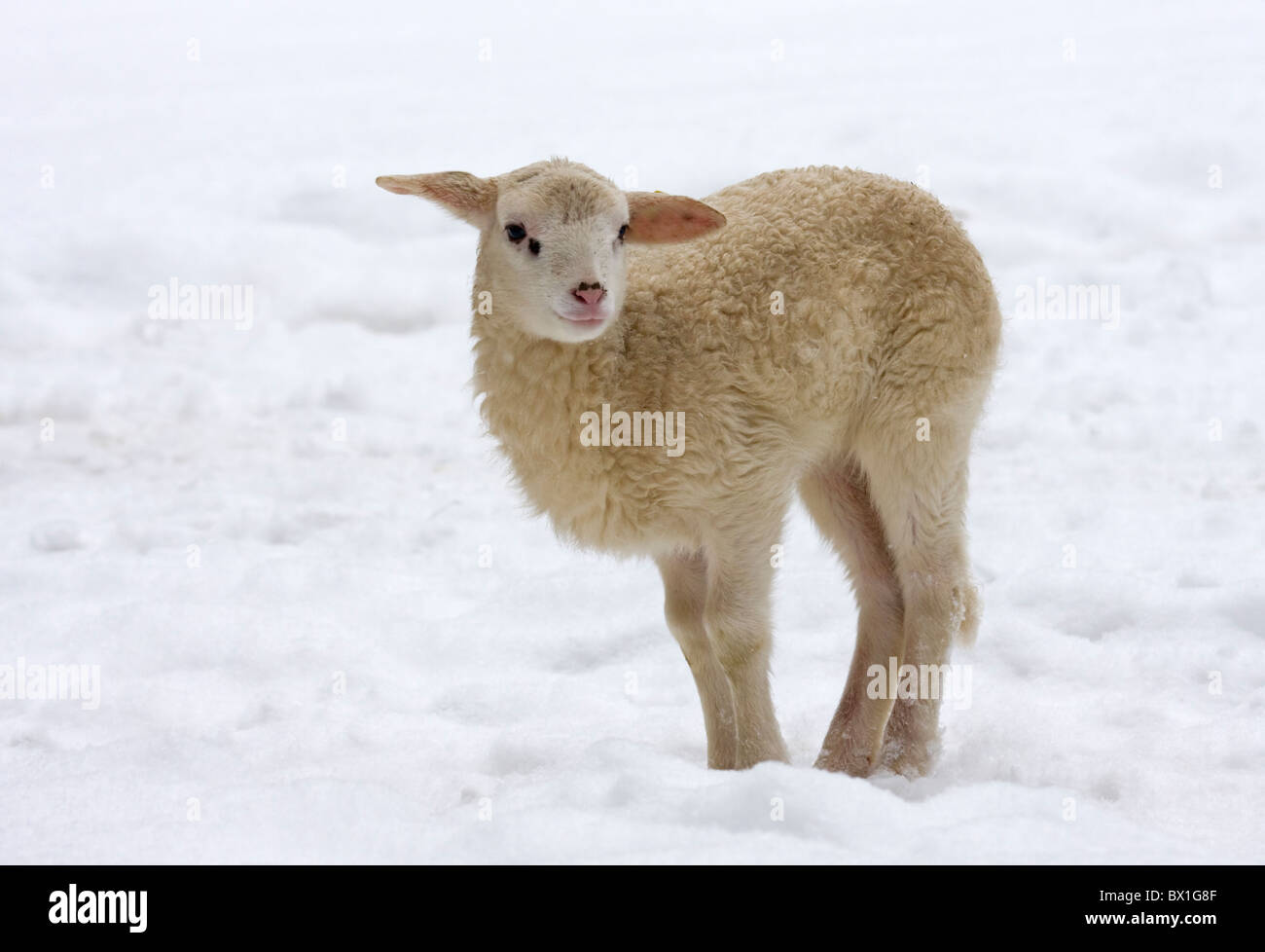 Sheep and lamb in snow hi-res stock photography and images - Alamy