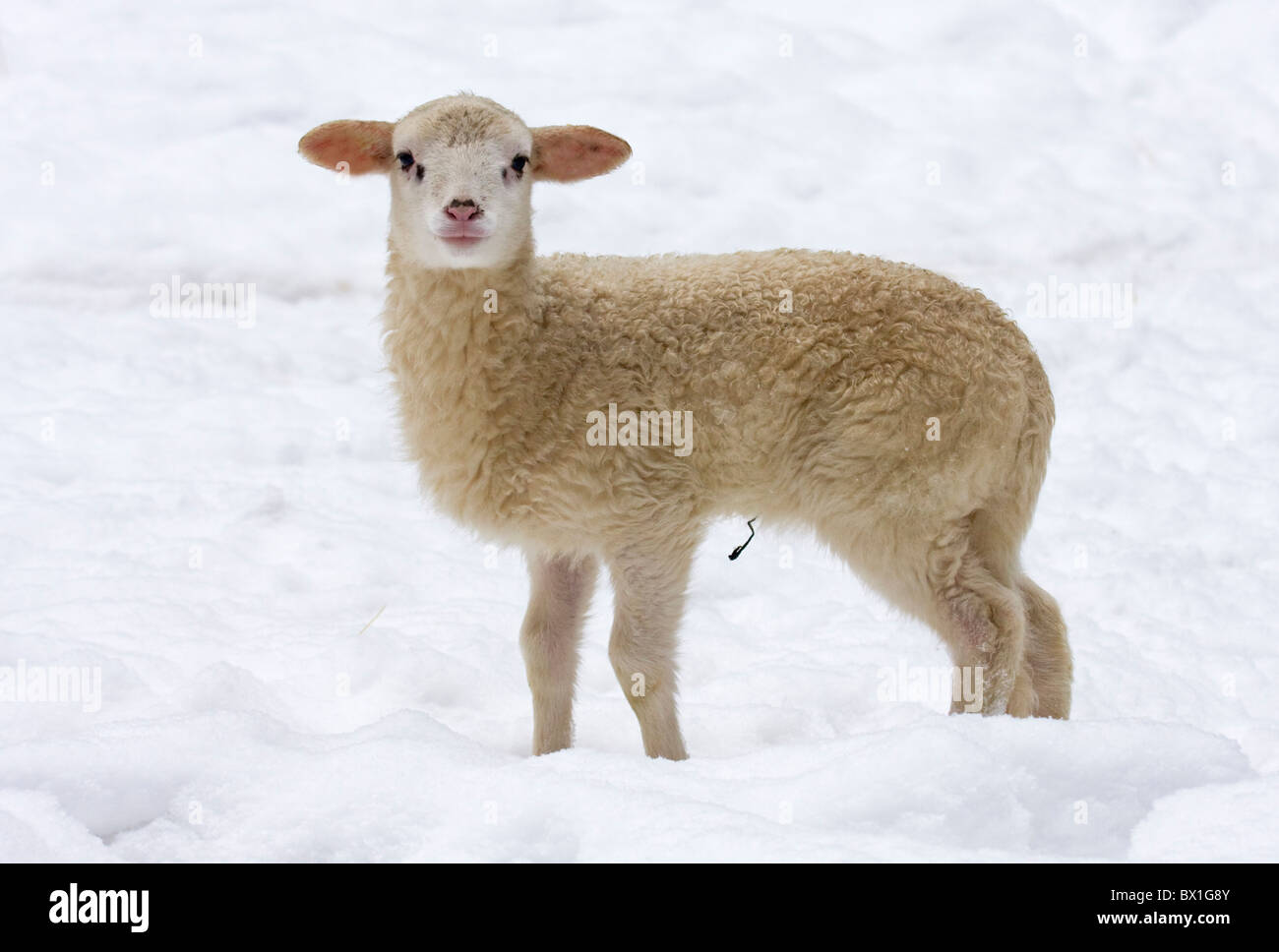 Young domestic sheep in snow - Ovis aries Stock Photo - Alamy