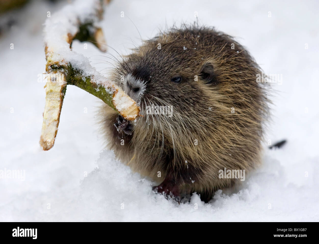 Nutria baby hi-res stock photography and images - Alamy