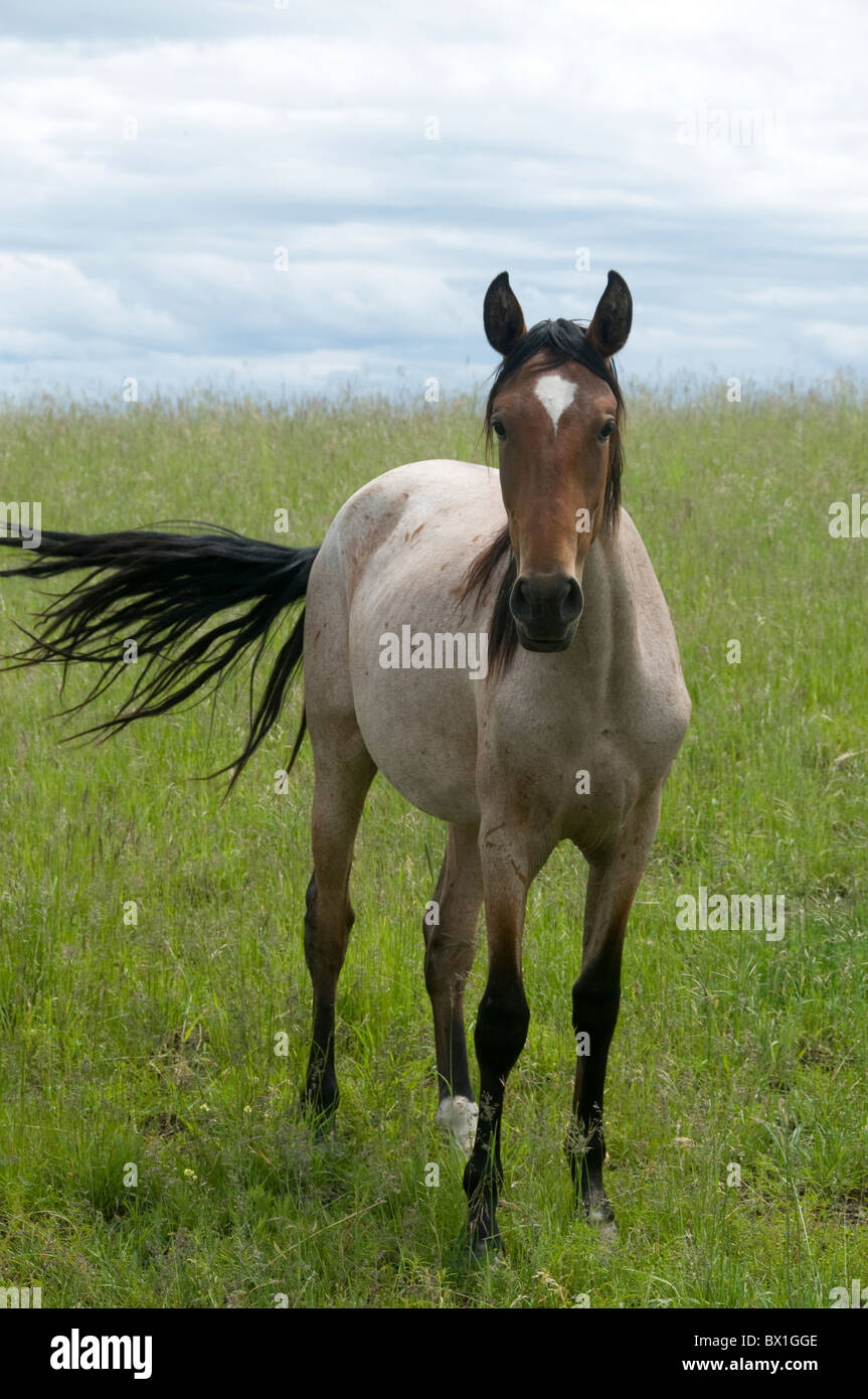 Young Lusitano mare poses for a photo on a ranch in Oregon. These ...