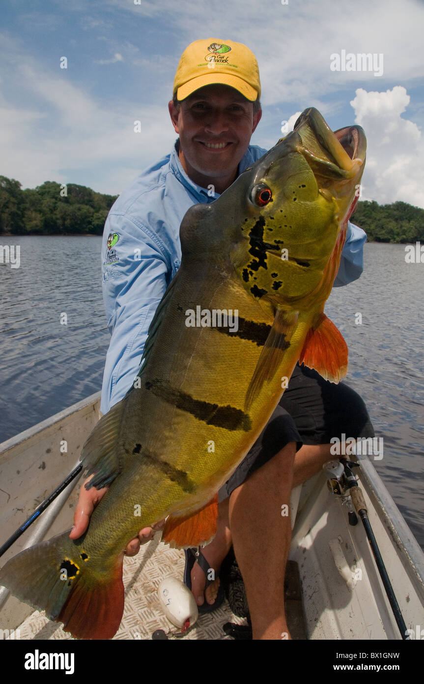 An angler carefully lifts a 20-lb peacock bass caught on a topwater ...