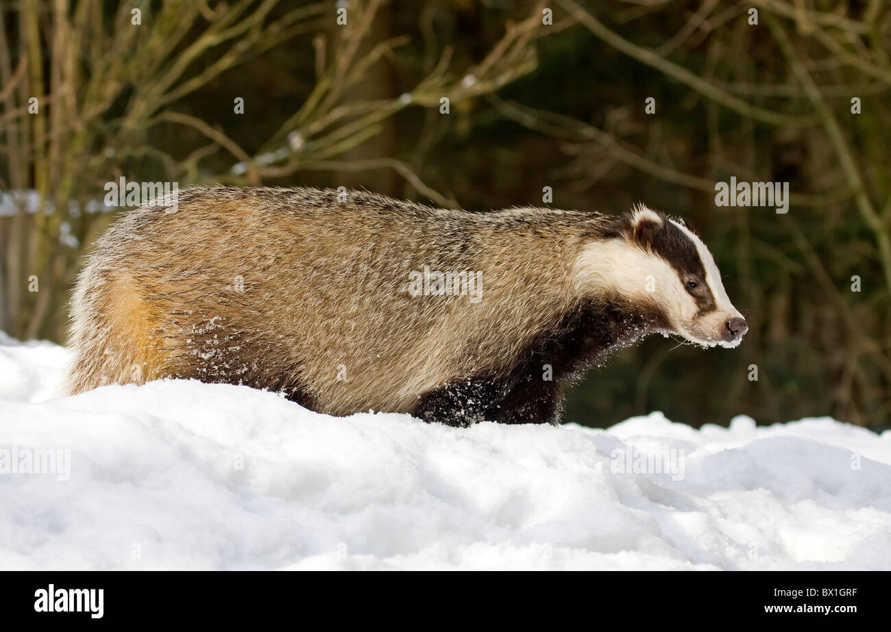 European badger in snow - Meles meles Stock Photo - Alamy